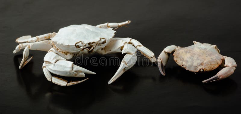 Two Skeleton of Crab on Black Stock Image - Image of invertebrate ...