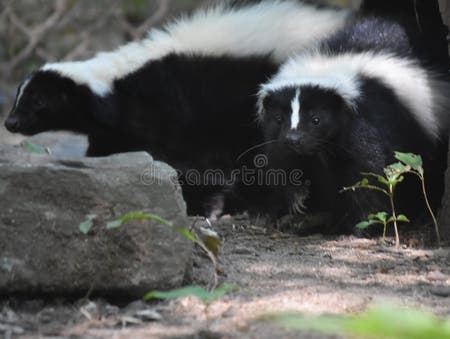 351 Skunks Stock Photos - Free & Royalty-Free Stock Photos from Dreamstime