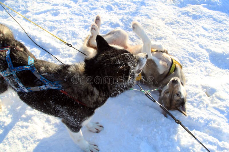 Sled Dogs stock image. Image of path, dogs, snow, clean - 2013483