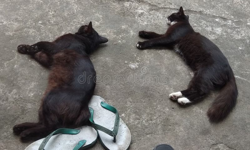 Two Sleeping Black Cat with Same Pose Stock Photo - Image of yard, pose ...