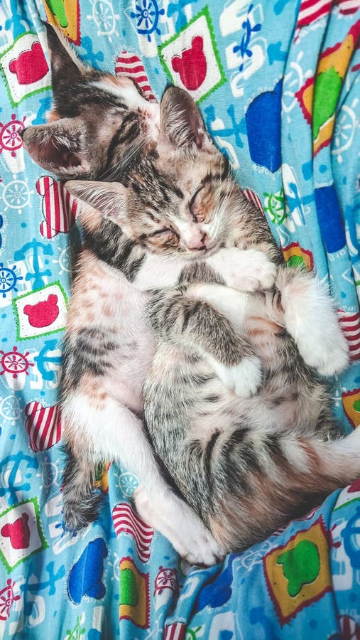 Two Sleeping Kittens Hugging Each Other Stock Image - Image of hugging ...