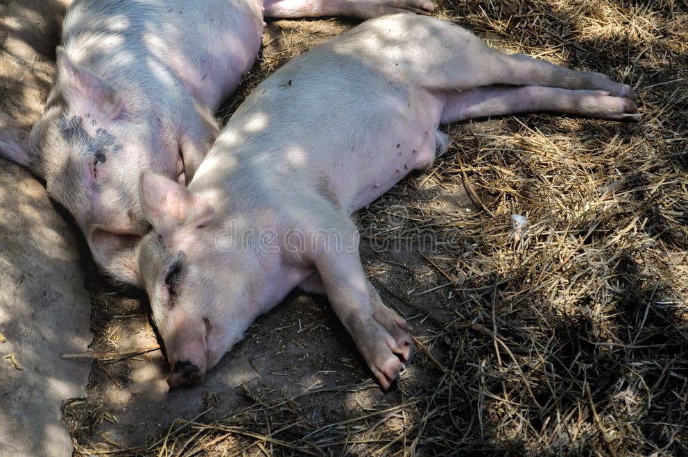 Two sleeping pigs stock image. Image of mammal, sleep - 84942207