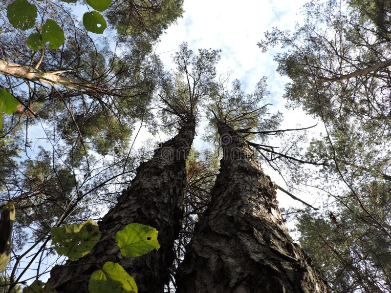 Two Slender and Beautiful Pines Strive for the Sky Stock Photo - Image ...
