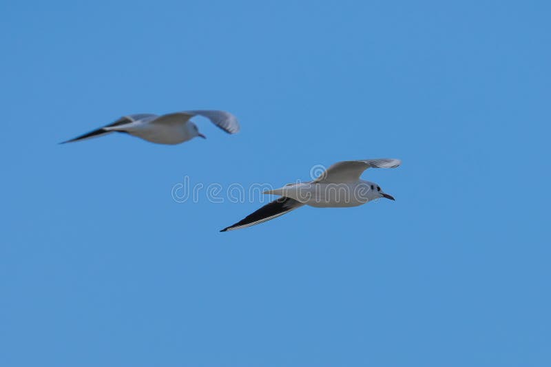 Two Slender Billed Gulls in Flight Stock Photo - Image of birds, marine ...