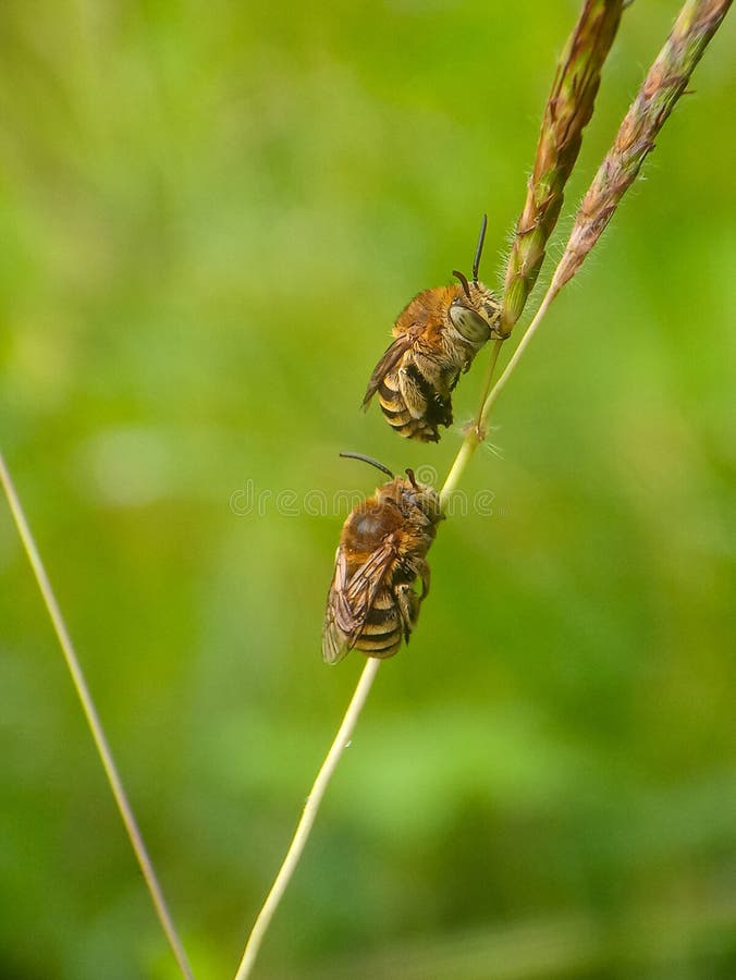 Two Sleppy Bee in Grass with Green Back Stock Photo - Image of back ...