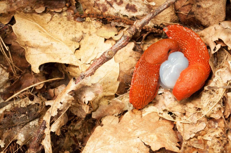 Two slugs and eggs stock image. Image of gastropoda - 109812705