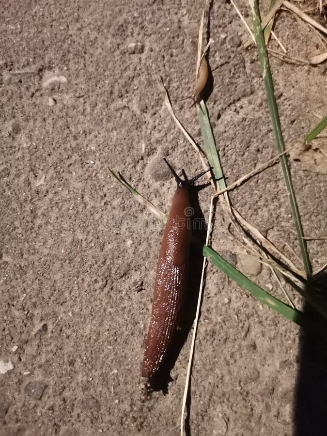 Slug stock image. Image of plant, sand, slug, leaf, branch - 191788975