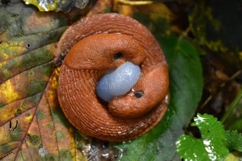 Two slugs and one egg stock image. Image of slugs, leaf - 106340651
