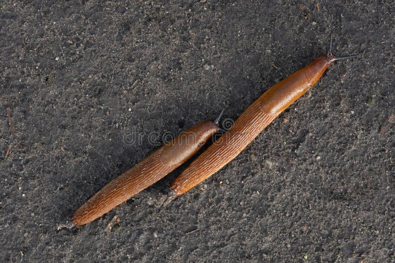 Two slugs side by side stock image. Image of slime, racing - 325064459