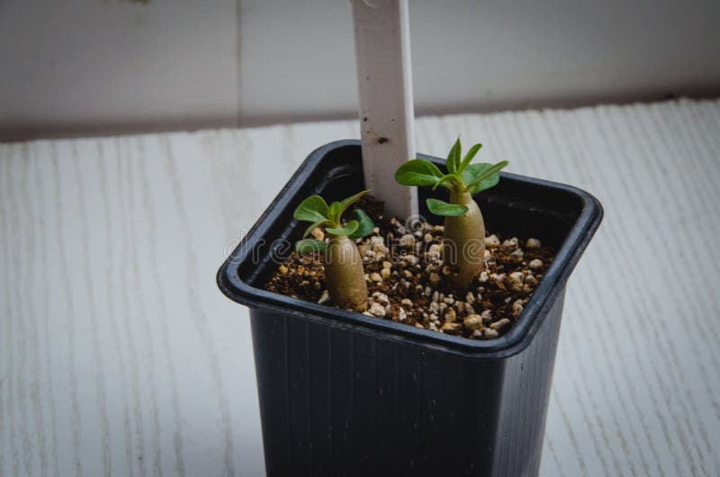 Two Small Adenium Plants in the Pot Stock Image - Image of blossom ...