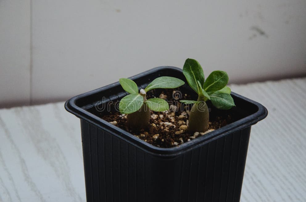 Two Small Adenium Plants in the Pots Stock Image - Image of bloom ...