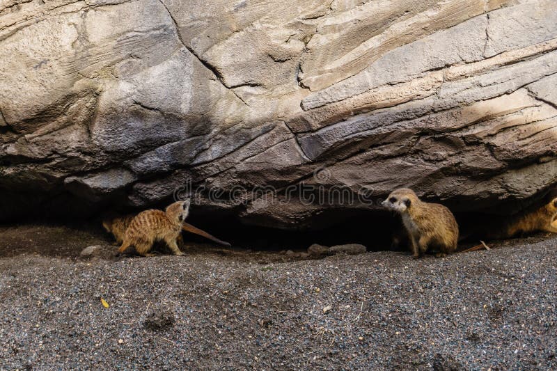 Two Small Animals are Standing in a Hole in the Ground Stock Image ...
