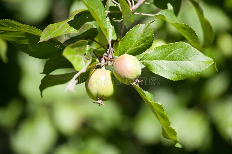 Two Small Apples in the Garden Stock Image - Image of outdoor, season ...
