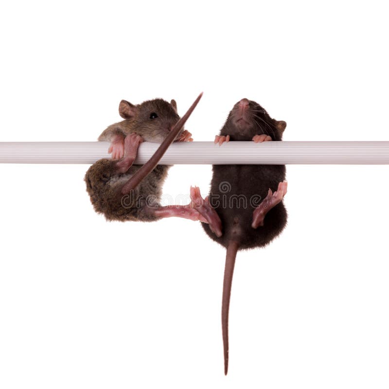 Small baby rat stock image. Image of care, domestic, closeup - 35167555