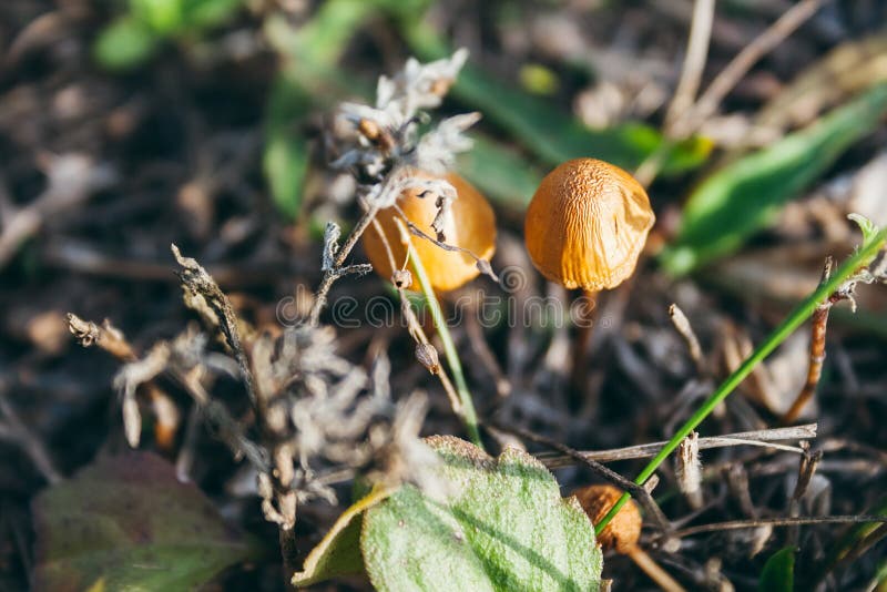 Two Small Beautiful Fairytale Orange Toadstools among Dried Plants ...