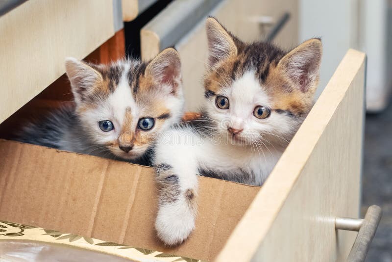 Two Small Beautiful Kittens are Sitting in the Kitchen in a Box ...