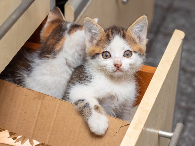 Two Small Beautiful Kittens are Sitting in the Kitchen in a Box ...