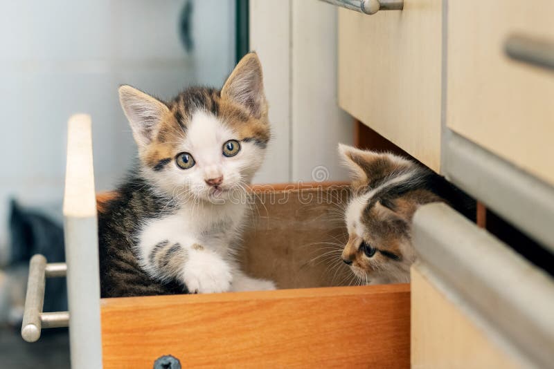 Two Small Beautiful Kittens are Sitting in the Kitchen in a Box ...