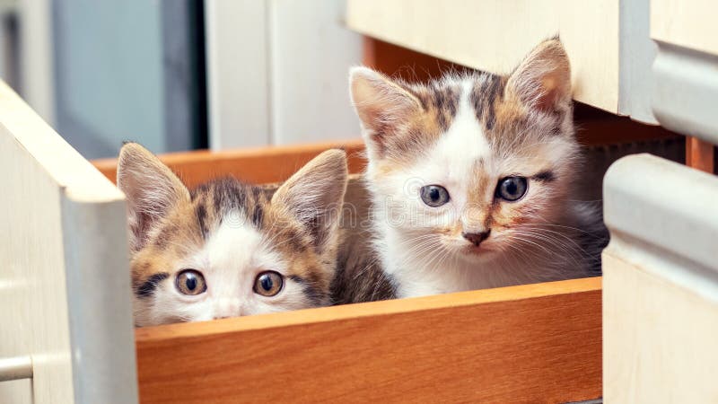 Two Small Beautiful Kittens are Sitting in the Kitchen in a Box ...