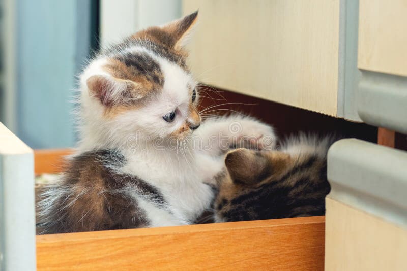 Two Small Beautiful Kittens are Sitting in the Kitchen in a Box ...
