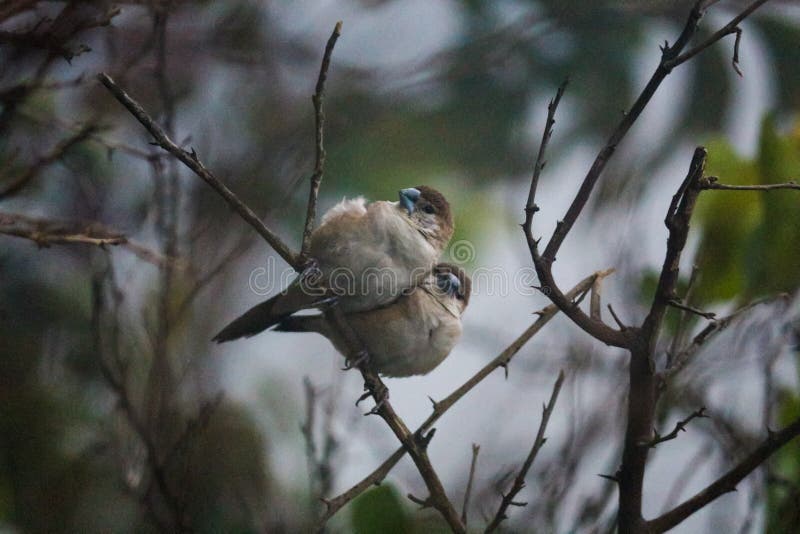 Two Small Birds (couple) Sitting on the Branch Stock Image - Image of ...