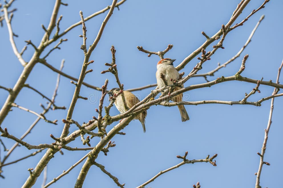 Two Small Birds Rest on Budding Tree Branches Stock Photo - Image of ...