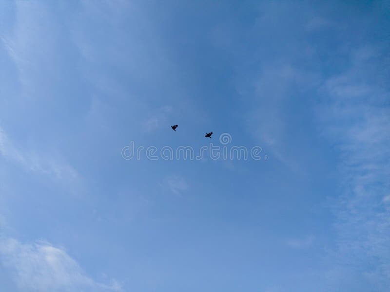 Two small birds in a sky stock image. Image of bird - 174680091