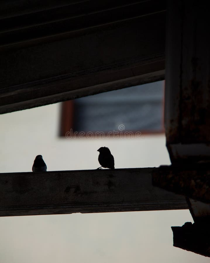 Two small birds stock image. Image of background, light - 245349977