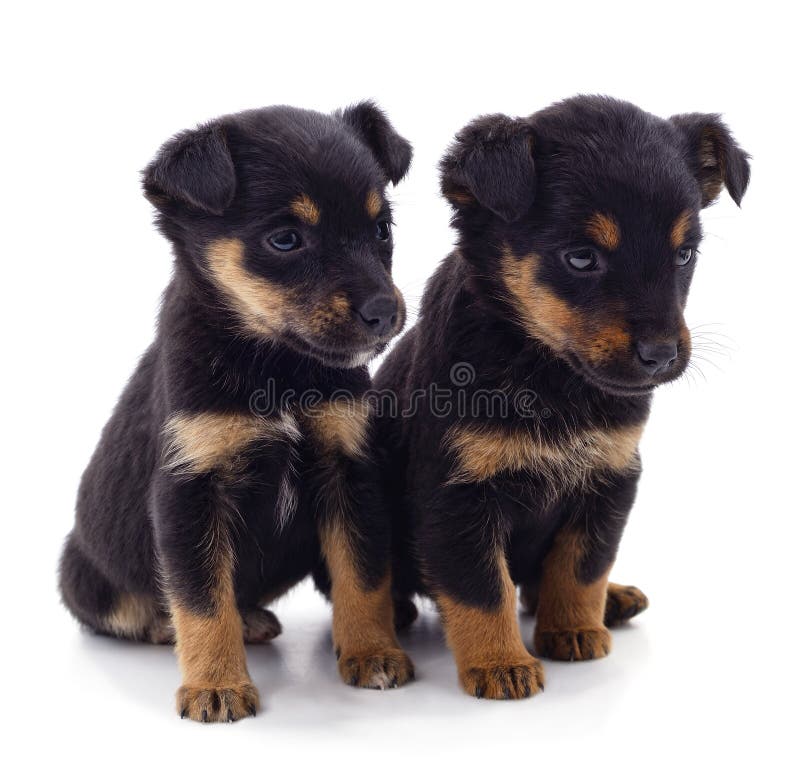 Two small dogs stock image. Image of gift, nature, puppy - 187924941