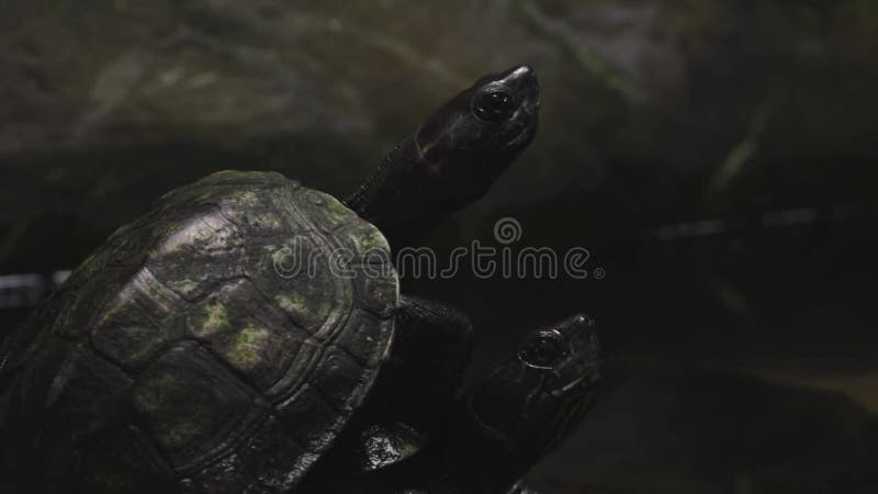 Sea Turtles Close-up in the Zoo Stock Video - Video of closeup ...