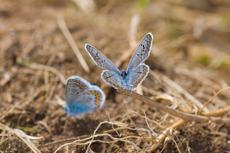 Two small blue butterflies stock photo. Image of wing - 23974580