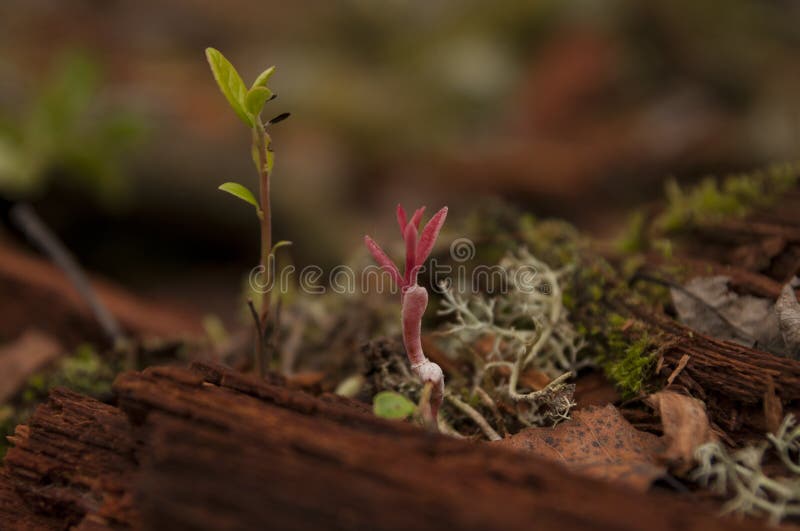 118 Rotten Sprouts Stock Photos - Free & Royalty-Free Stock Photos from ...