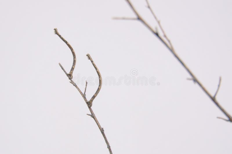 Two Inchworm stock photo. Image of geometer, lune, insect - 280567892