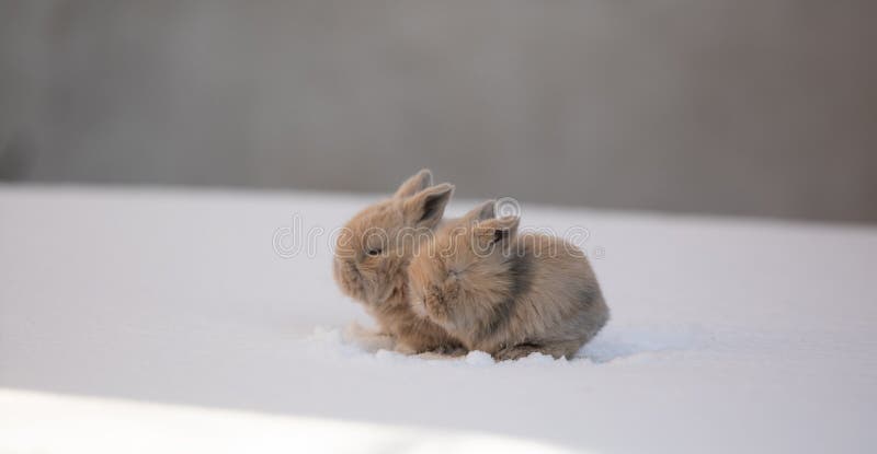Brown Little Rabbit in Snow Stock Image - Image of animal, young: 334868909