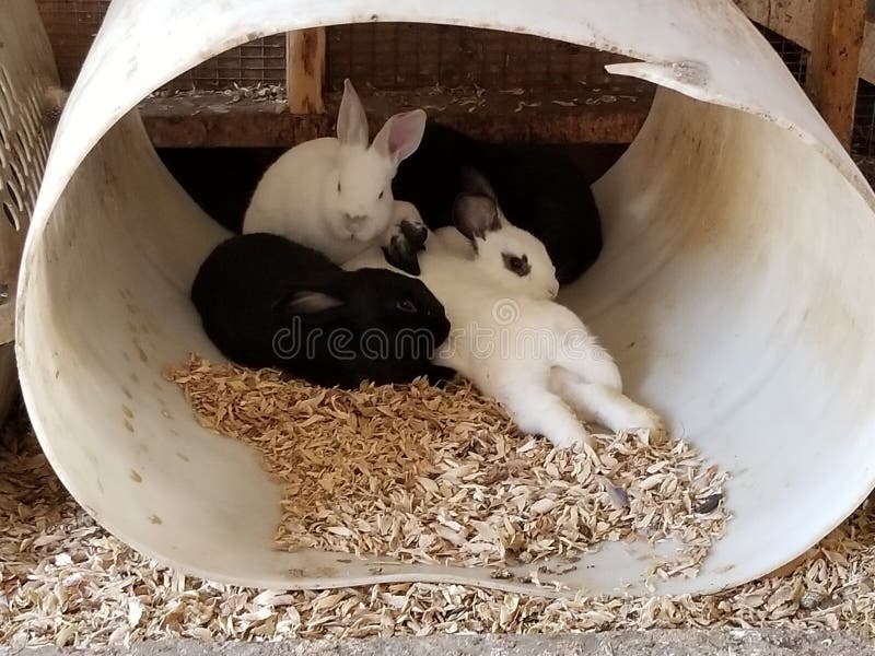 Two Little Rabbits Sitting Inside of a Tunnel with Hay in it Stock ...