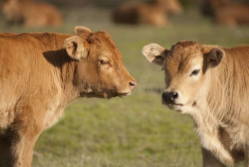 Two Small Calves in a Green Meadow Stock Image - Image of little ...