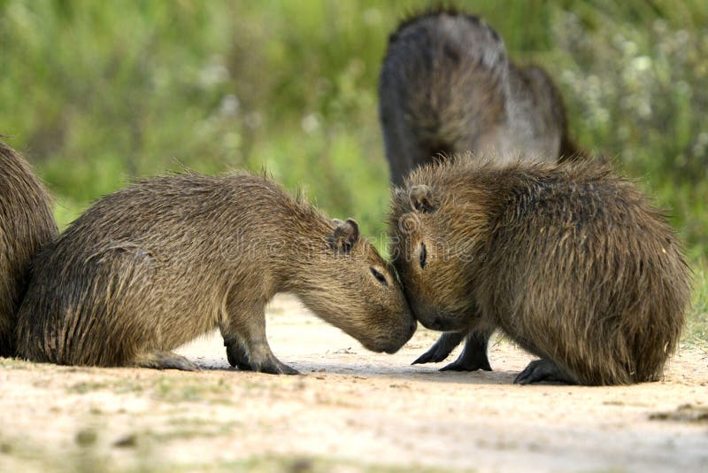 Two Small Capybaras Play in the Sun. Argentina Stock Image - Image of ...