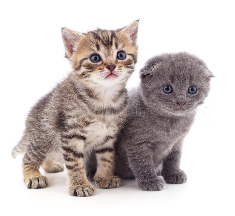 Two small cats stock photo. Image of mammals, curiosity - 253264164