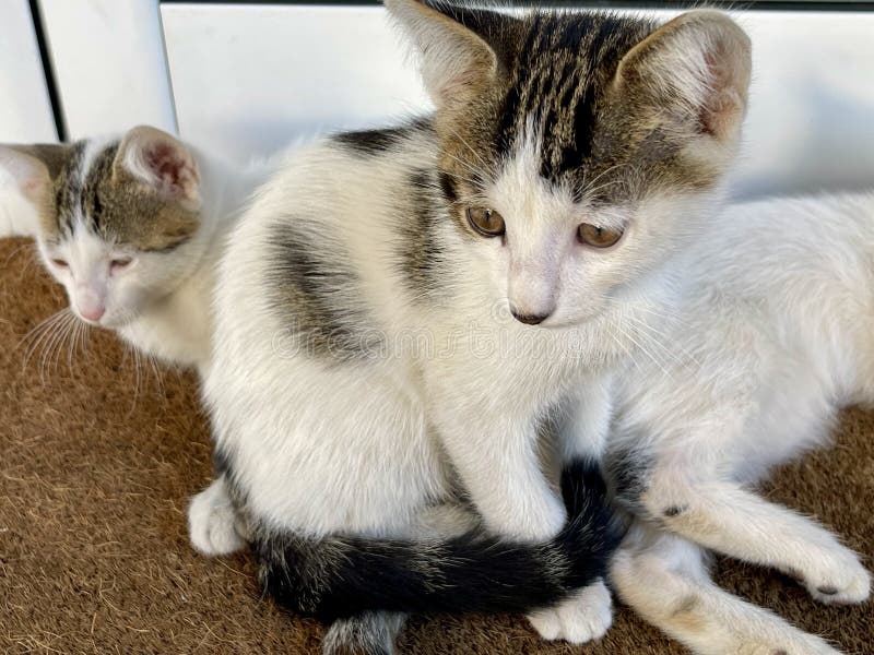 1,876 Cute Cats Playing Together Stock Photos - Free & Royalty-Free ...