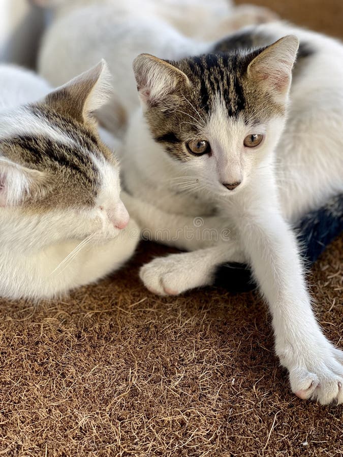 1,925 Cute Cats Playing Together Stock Photos - Free & Royalty-Free ...
