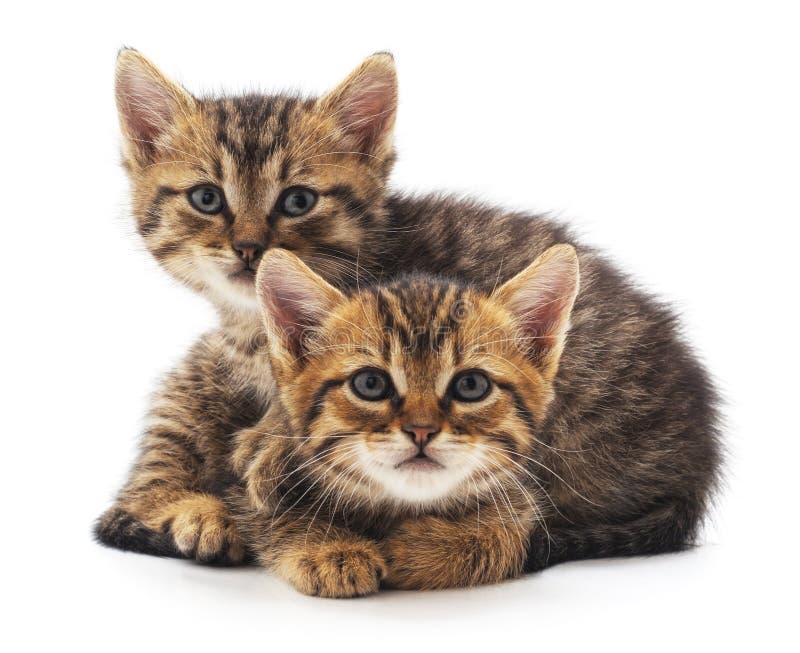 Two small cats stock photo. Image of mammals, background - 142071204