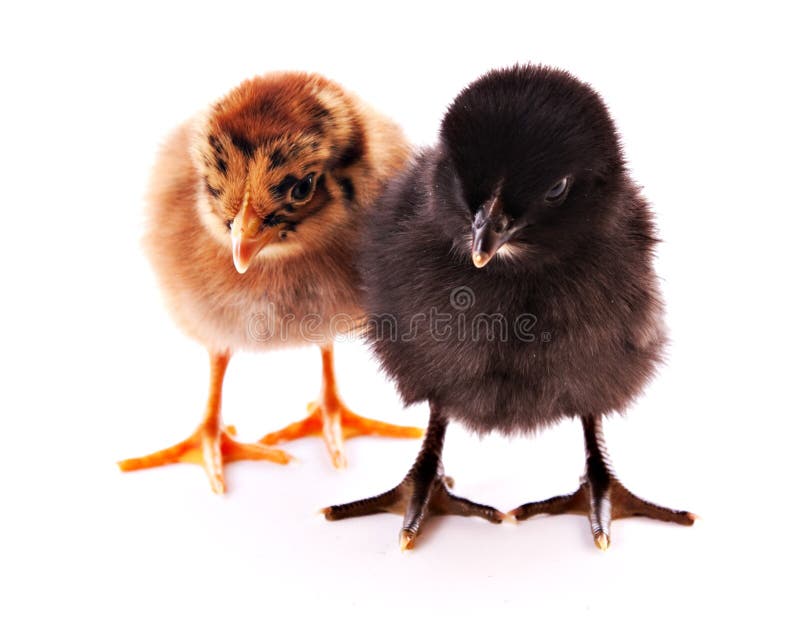 Two small chicken isolated stock photo. Image of fuzzy - 13004586