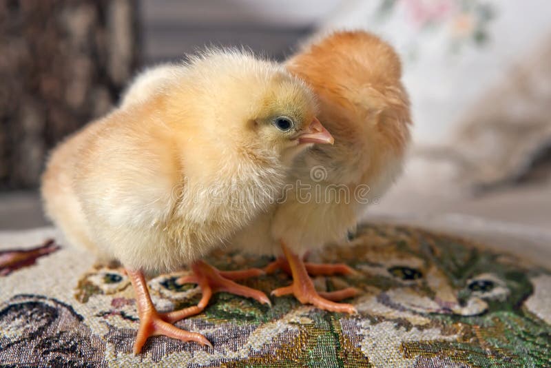 Two Small Chickens Standing on a Decorative Pillow Stock Photo - Image ...