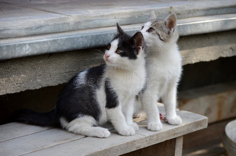 Two small colorful kittens stock photo. Image of muzzle - 300010362