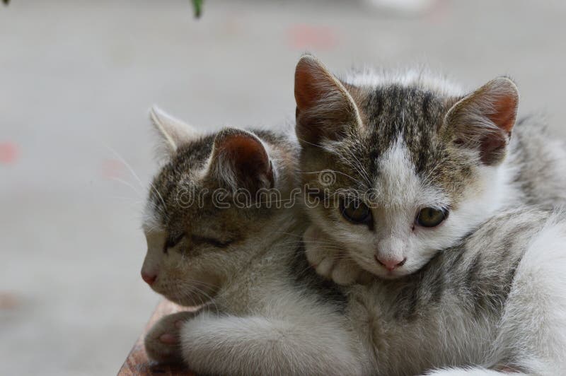 Two small colorful kittens stock image. Image of colorful - 300010393