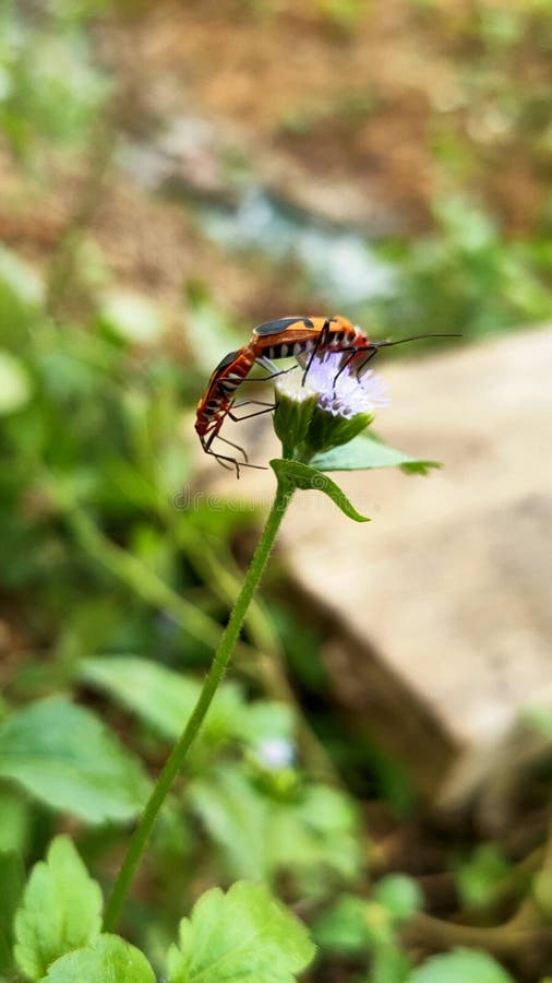 Two Small Creatures on a Beautiful White Purple Tiny Flower Stock Photo - Image of hite, purple ...