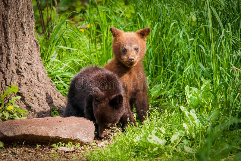 Two small cubs stock image. Image of mammal, wildlife - 251379171