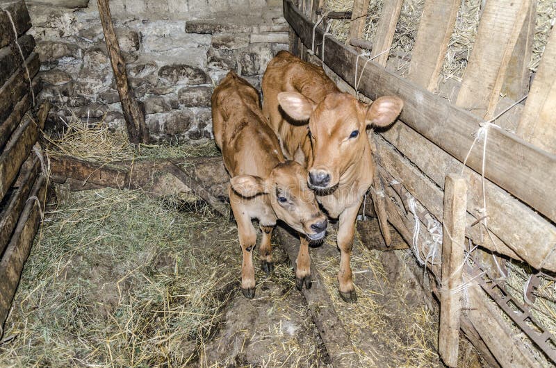 Two small and cute calves stock photo. Image of barn - 38813734