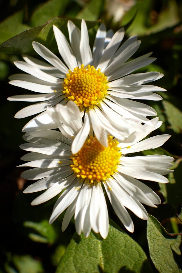 Two small daisies stock photo. Image of petals, small - 218043204