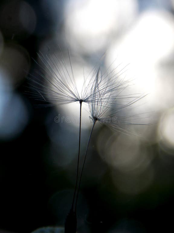 Two small dandelion seeds stock image. Image of blue - 220098113